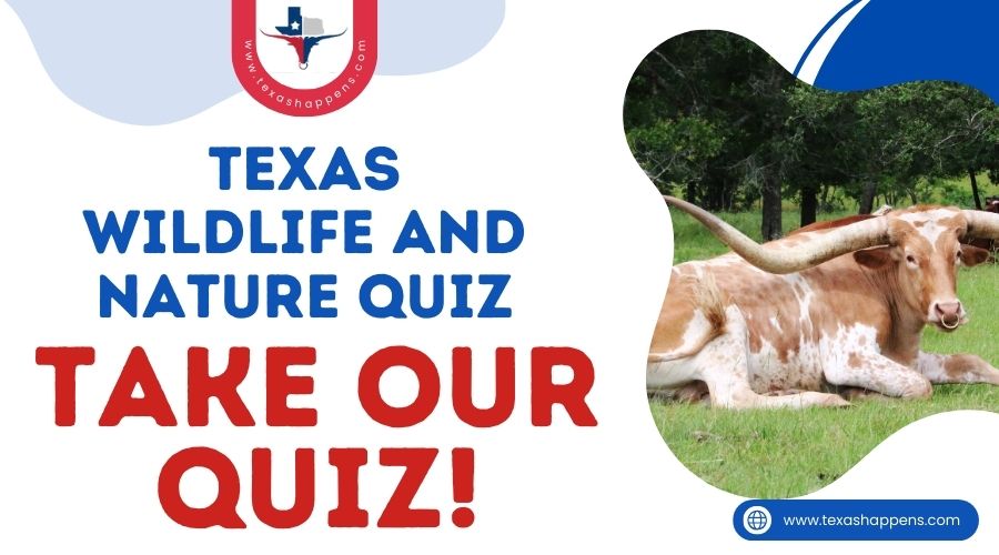 Everything You Need to Know About Armadillos in Texas | Texas Happens